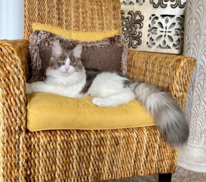 Catgo – Catgo Cattery