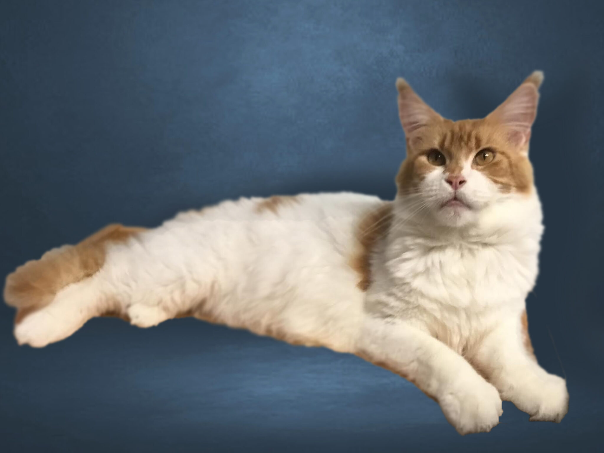 Catgo – Catgo Cattery