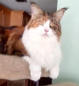 Catgo – Catgo Cattery